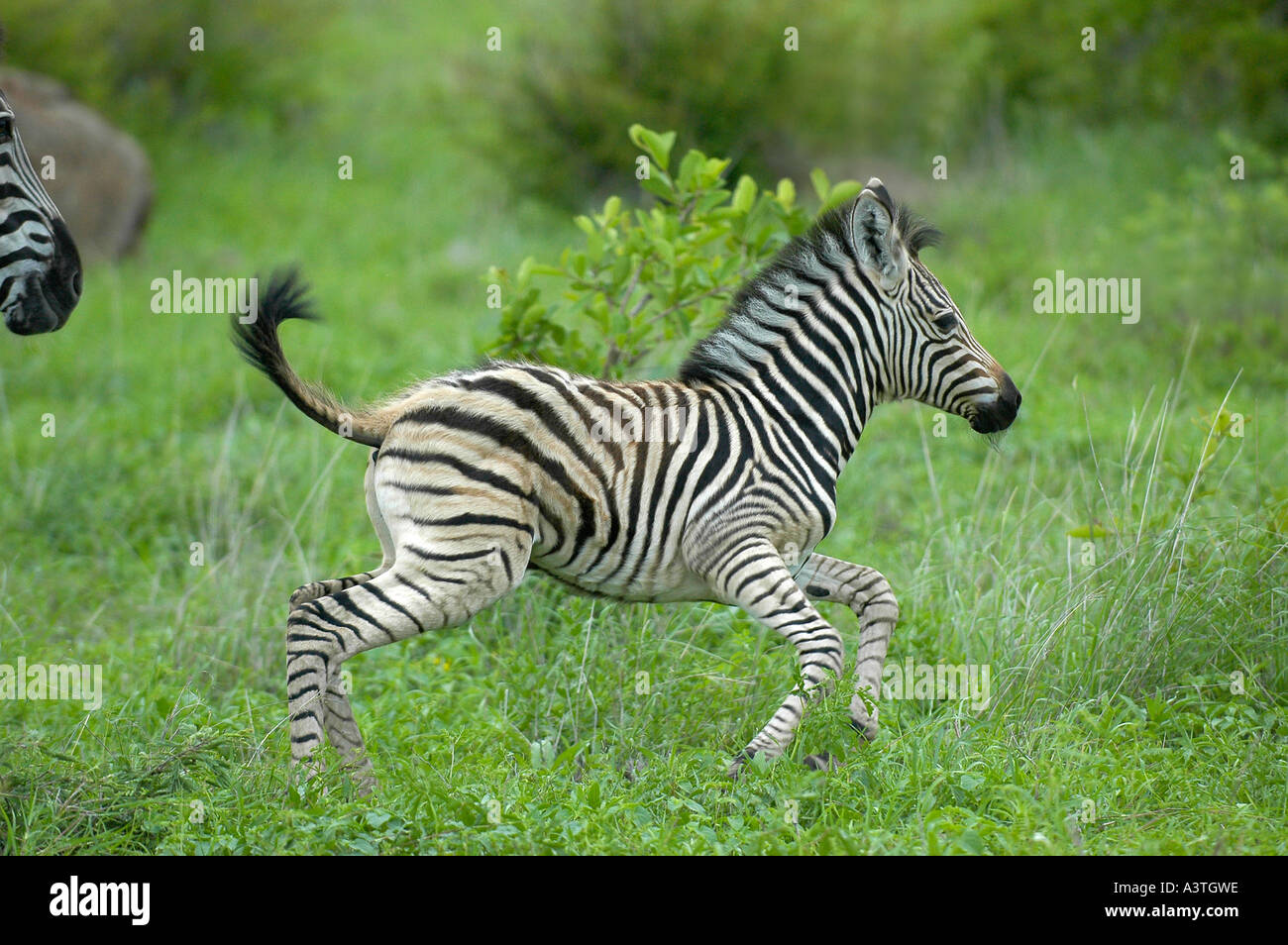 Young zebra foal running around in green grass of spring in Kruger ...