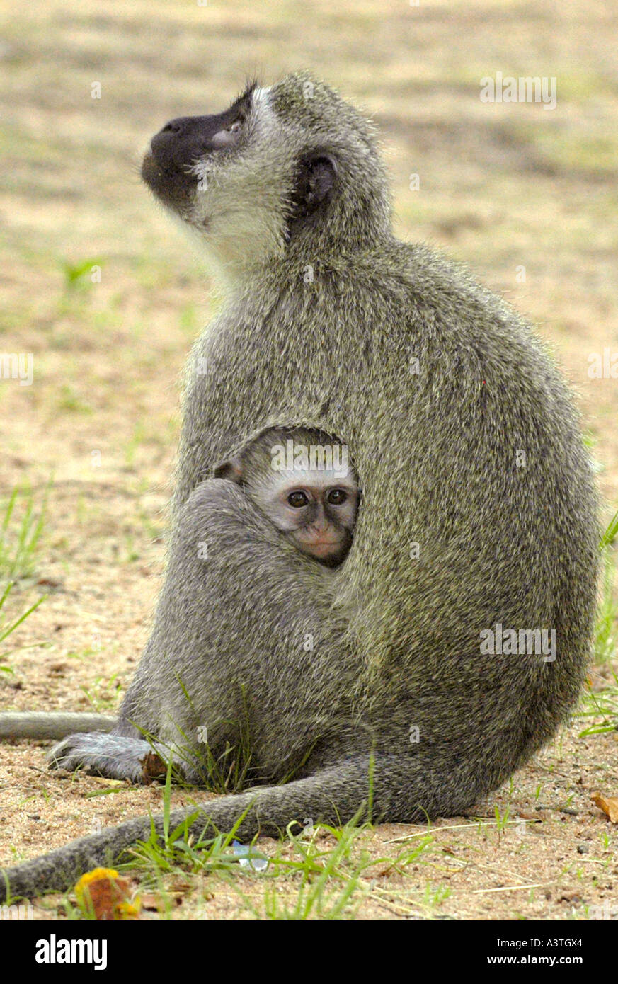 Vervet monkey Cercopithecus aethiops with tiny baby Very wide spread in ...