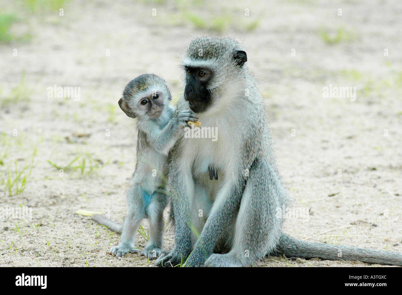 Vervet monkey a common resident of large parts of South Africa Stock ...
