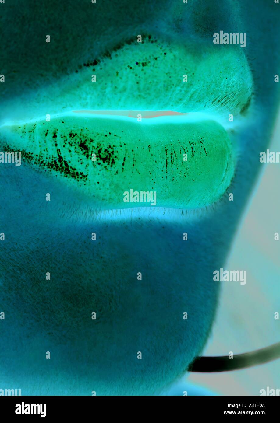Face Close ups Female Stock Photo - Alamy