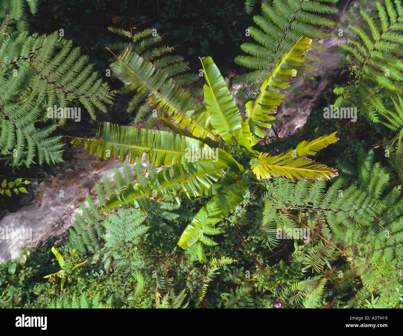 Malaysian rainforest with stream Stock Photo - Alamy