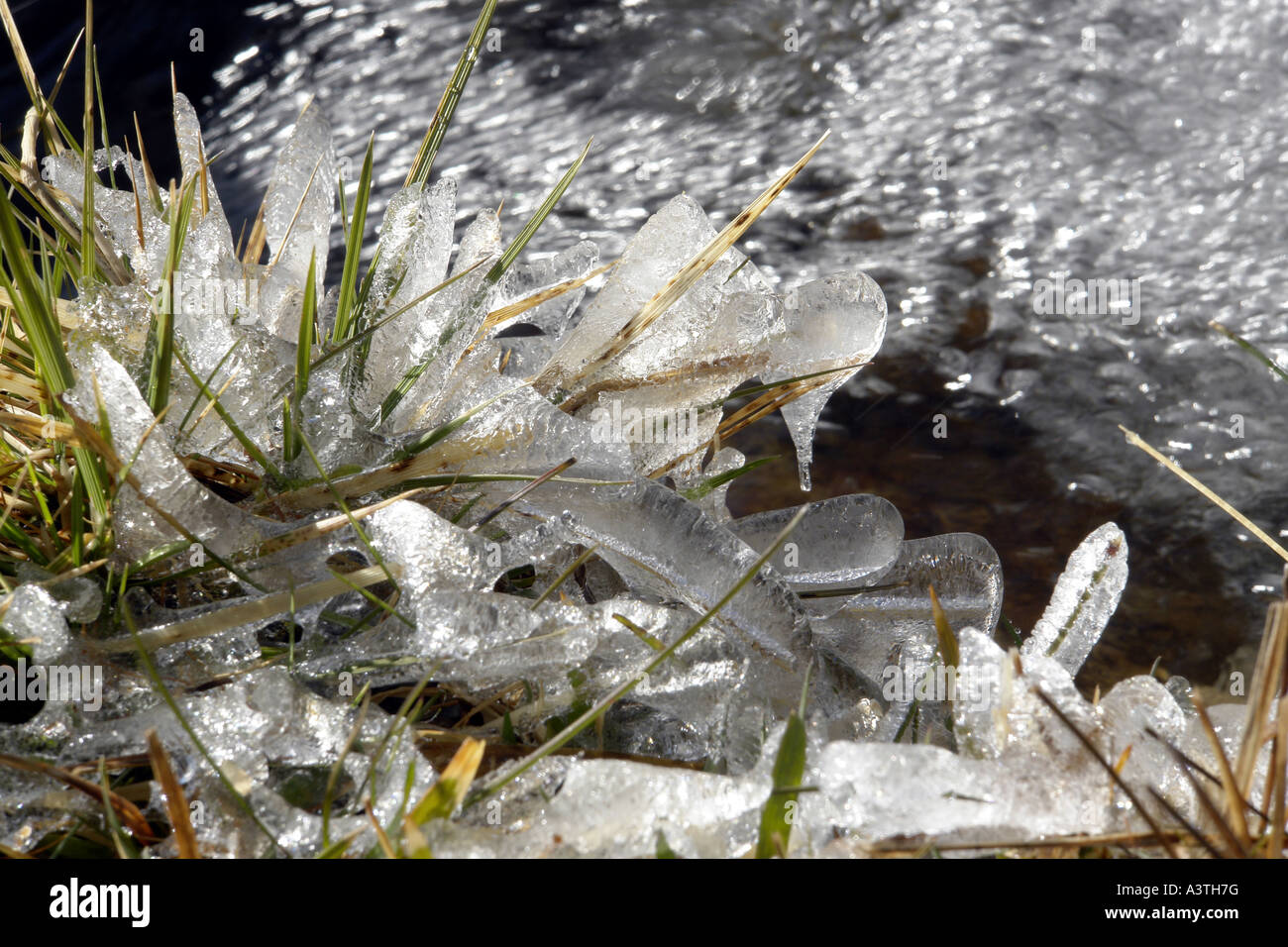 Iced blades of grass Stock Photo - Alamy