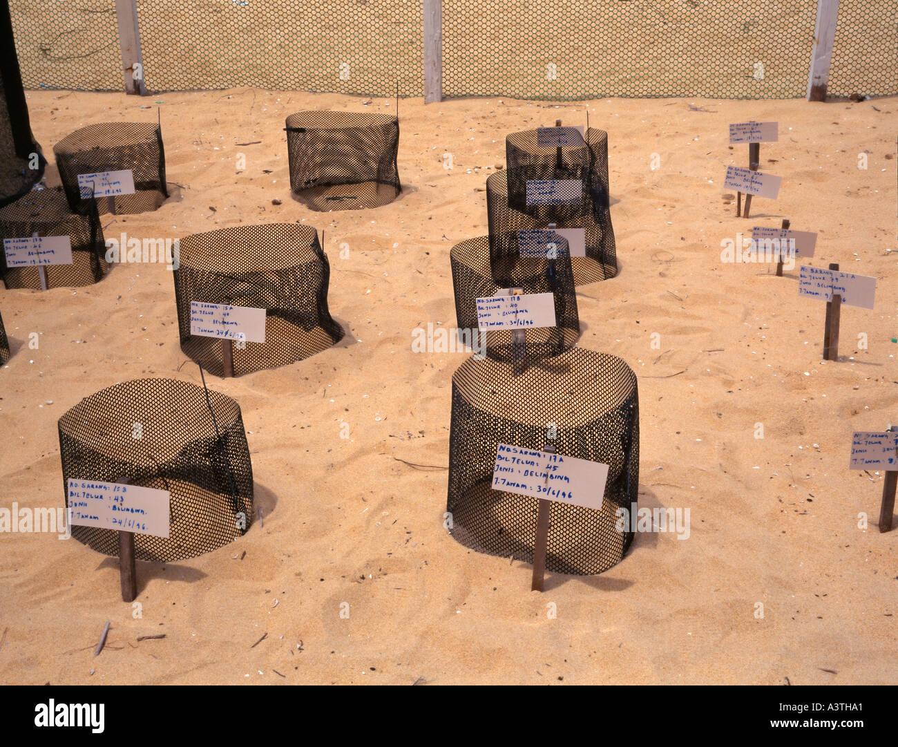 Turtle sanctuary east coast Malaysia Stock Photo - Alamy