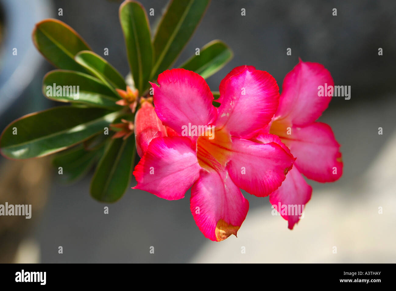 Flowering Desert Rose, Adenium obesum Stock Photo - Alamy
