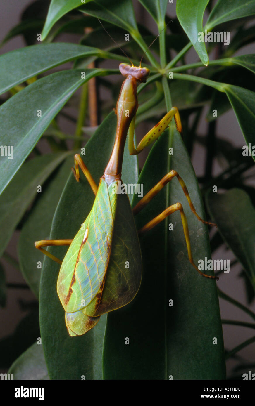 Praying mantis diversity hi-res stock photography and images - Alamy