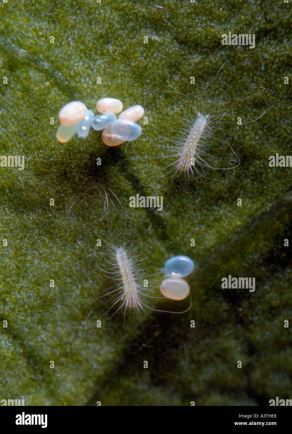 Ghost Moth Hepialus humuli eggs and freshly hatched larva Stock Photo ...