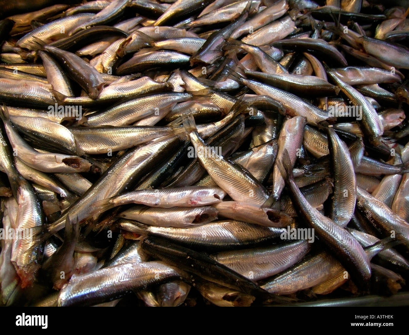 Little Baltic Sea herings fresh sprats Sprot Stock Photo - Alamy