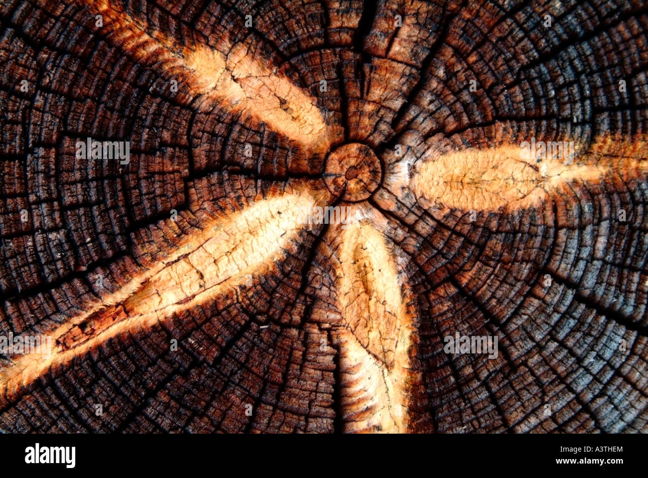 Old weather beaten wood with a pattern like a flower Stock Photo - Alamy
