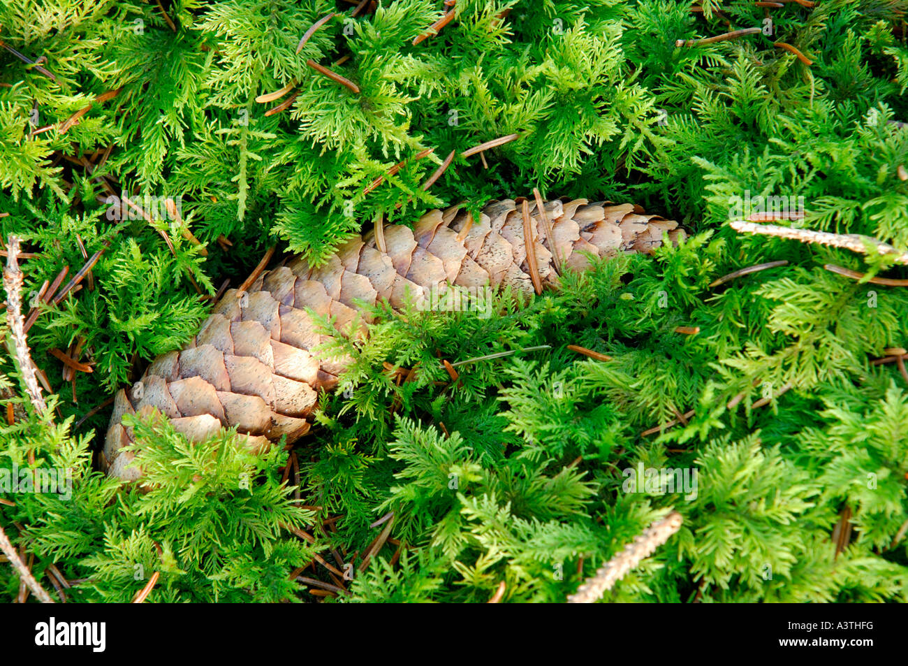 Spruce cone lying in a bed of moss Stock Photo - Alamy