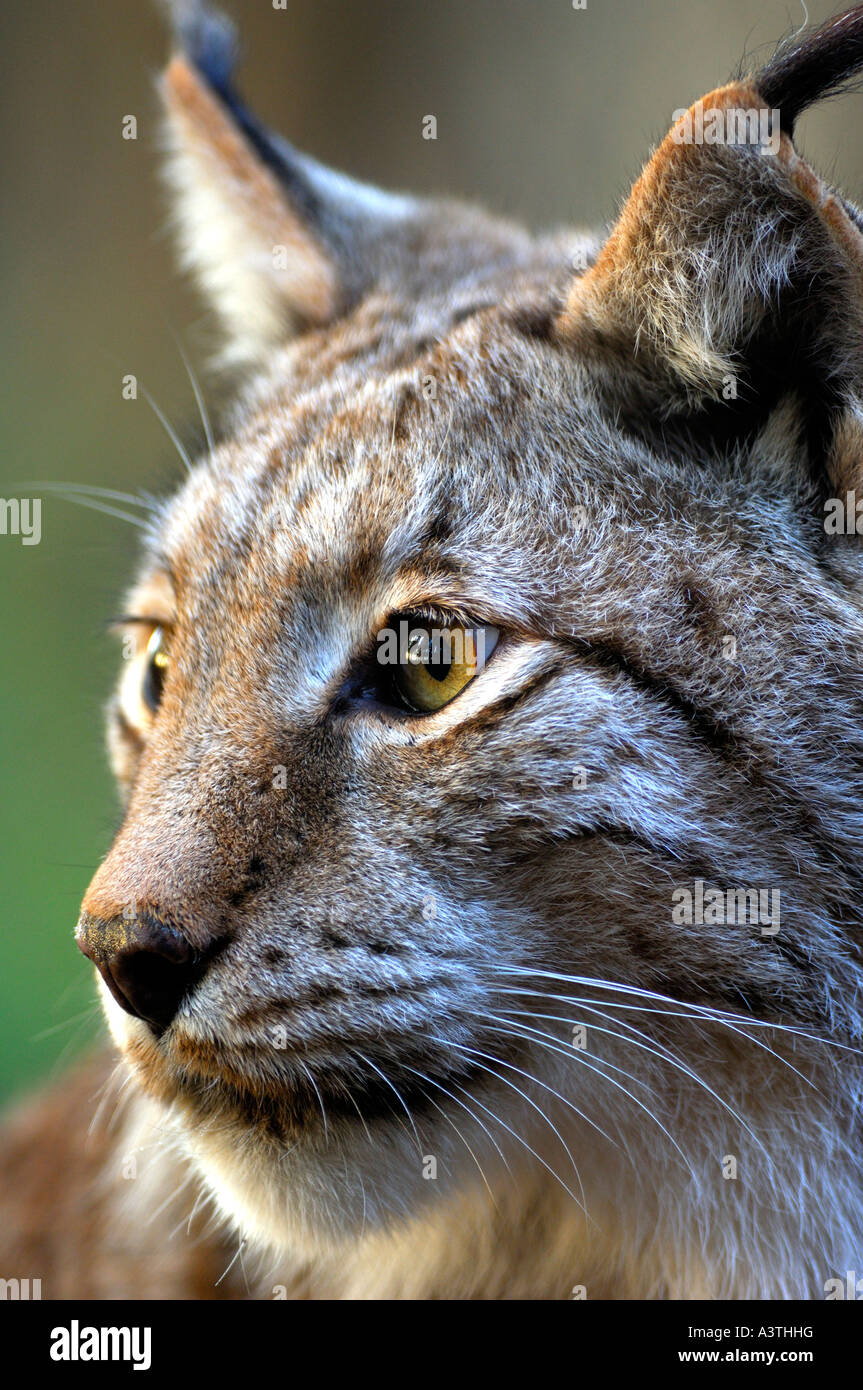 A lynx hi-res stock photography and images - Alamy