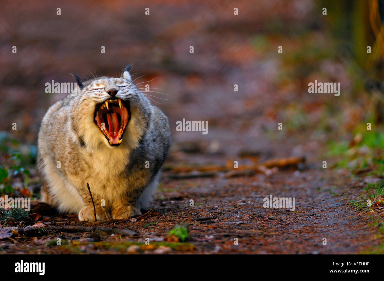 Lynx yawns hi-res stock photography and images - Alamy