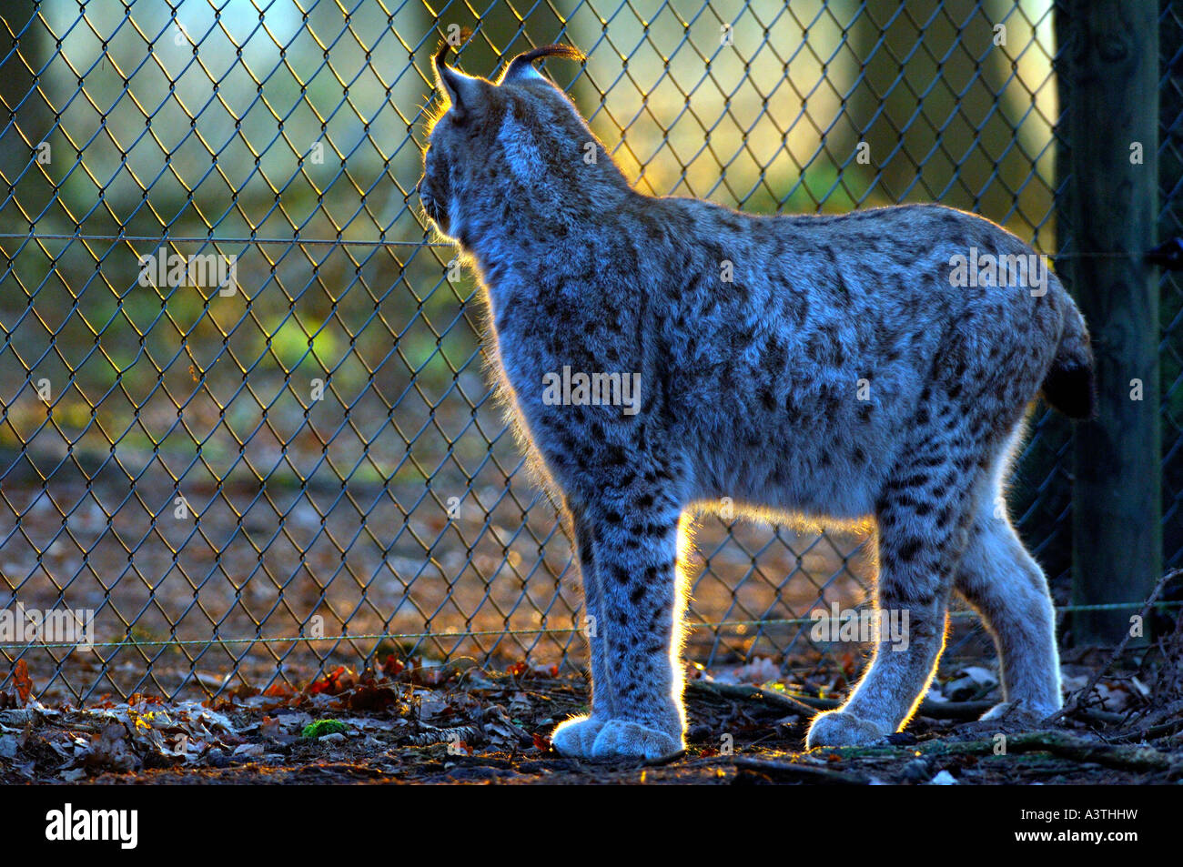 Lynx at sunset light looking out of its preserve Stock Photo - Alamy