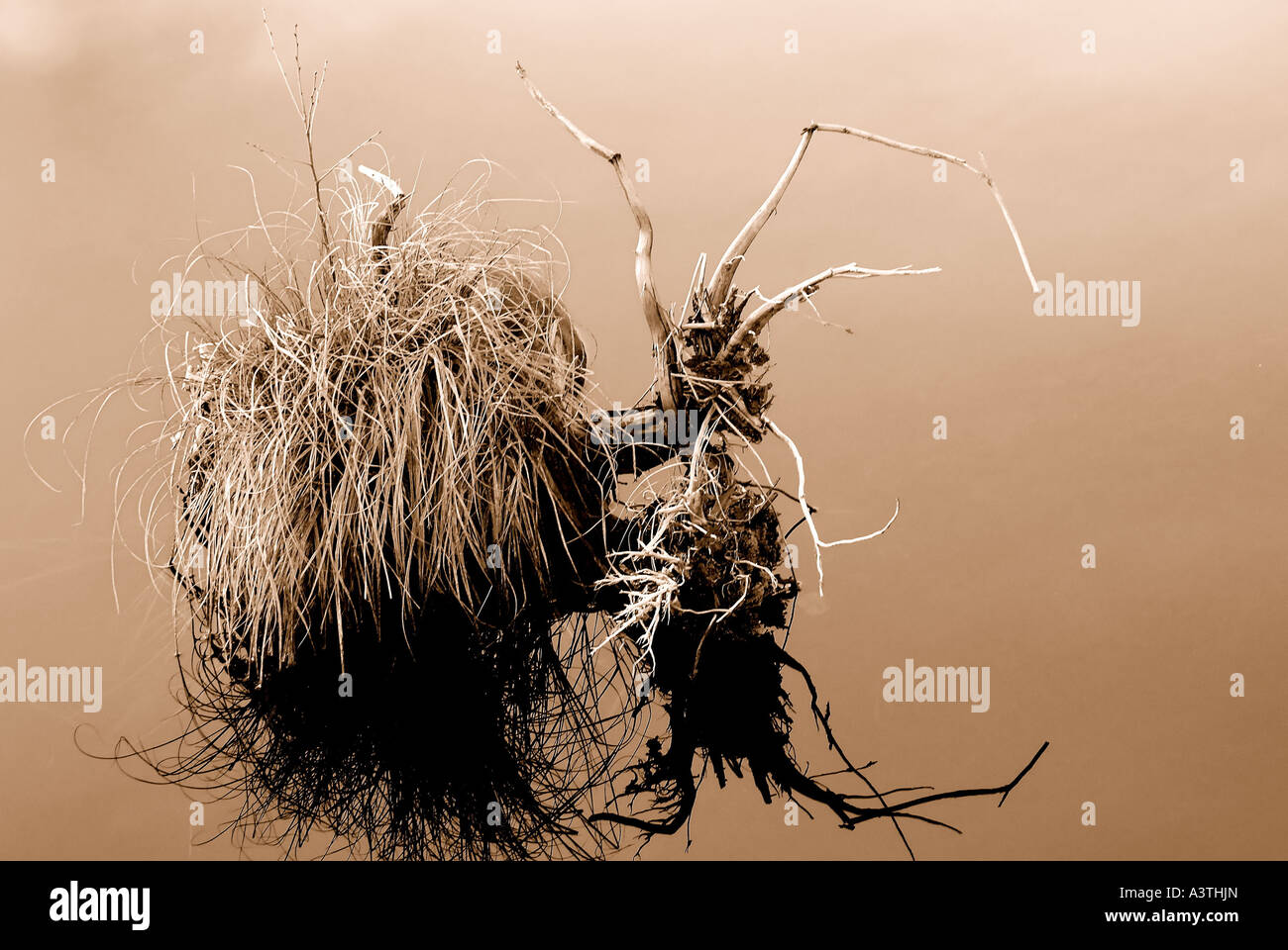 Reedgrass grows on sun bleached roots in peat bog pond Stock Photo - Alamy