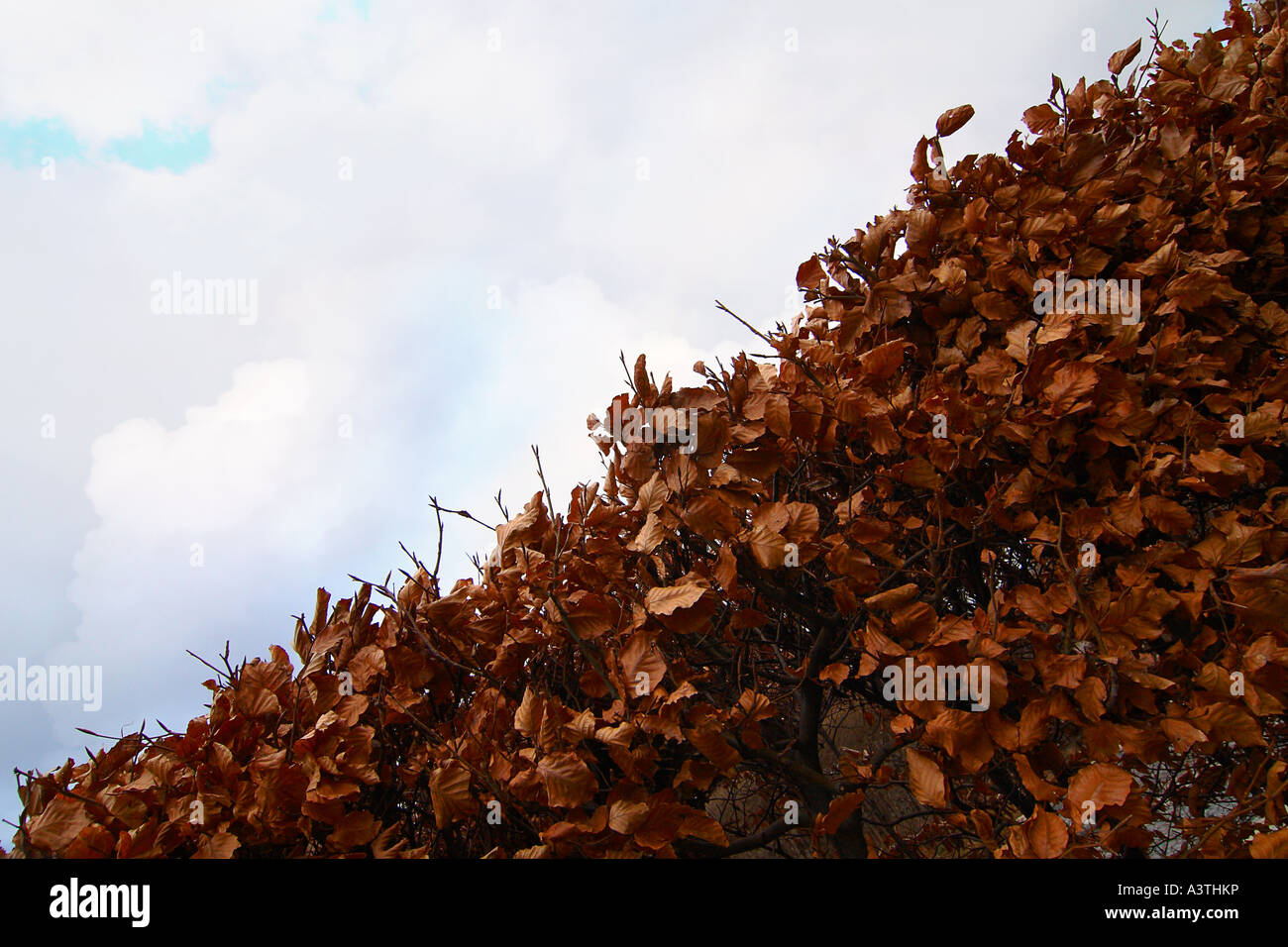 Hedge with autumn foliage Stock Photo - Alamy