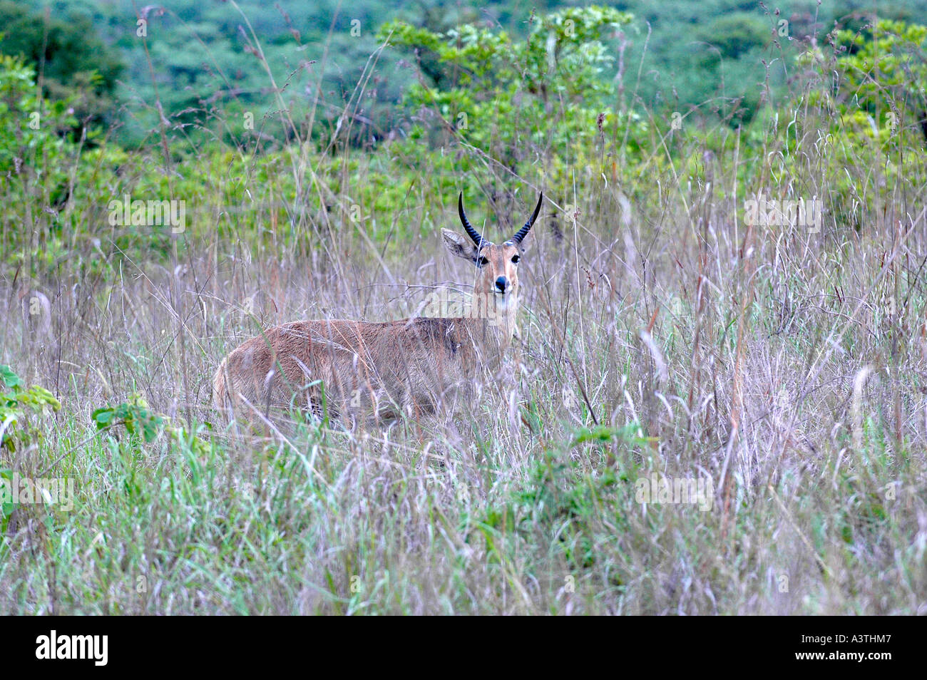 Vleis hi-res stock photography and images - Alamy