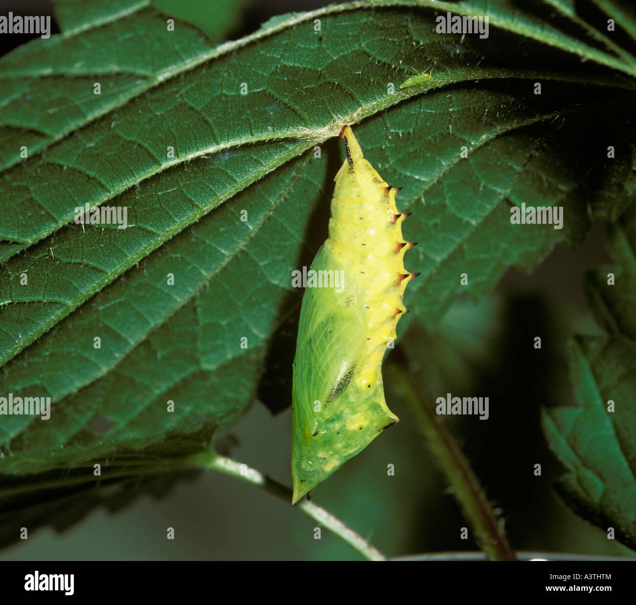 Pupa of Peacock Butterfly Inachis io (Nymphalis io) , Germany Stock ...