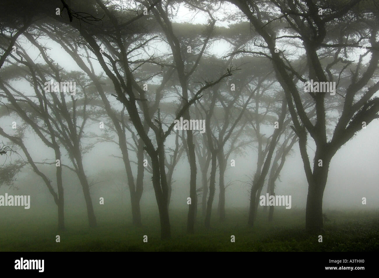 thorn trees in mist, Vumba Mountains, Zimbabwe Stock Photo - Alamy