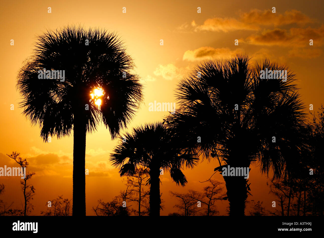 Palms backlit by sunset Stock Photo - Alamy