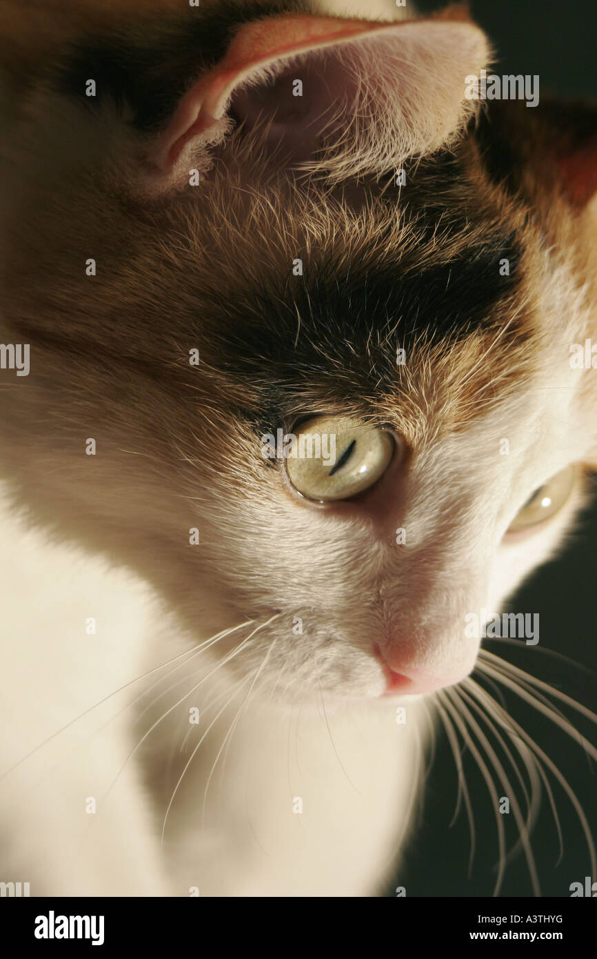 Cat is looking down Stock Photo - Alamy