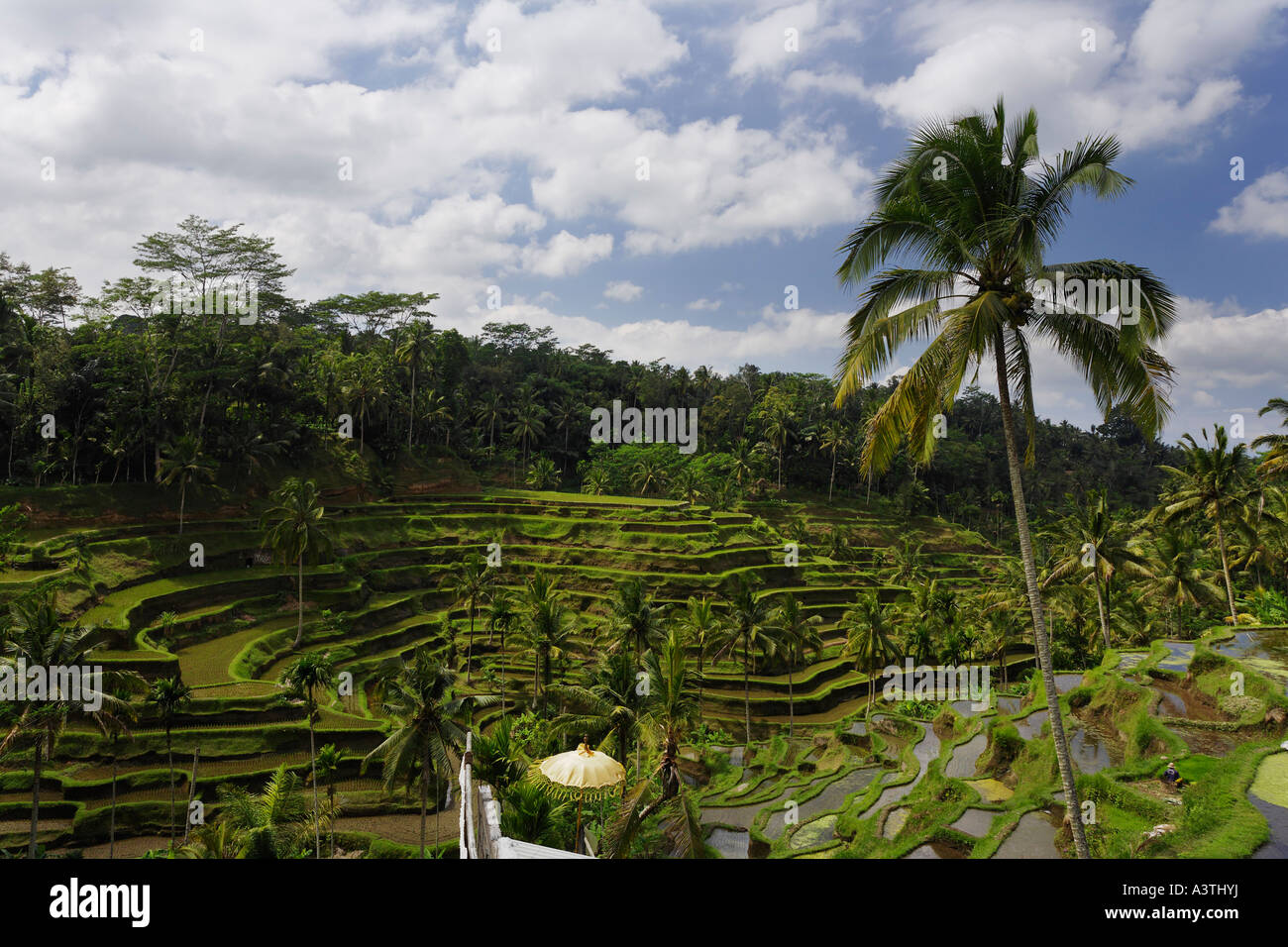Rice-terraces on Bali, Indonesia Stock Photo - Alamy