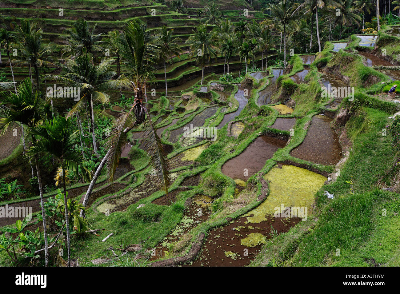Rice-terraces on Bali, Indonesia Stock Photo - Alamy