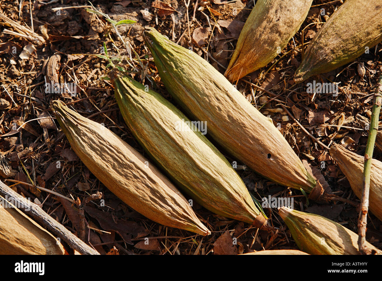 Kapok ceiba pentandra malvaceae hi-res stock photography and images - Alamy