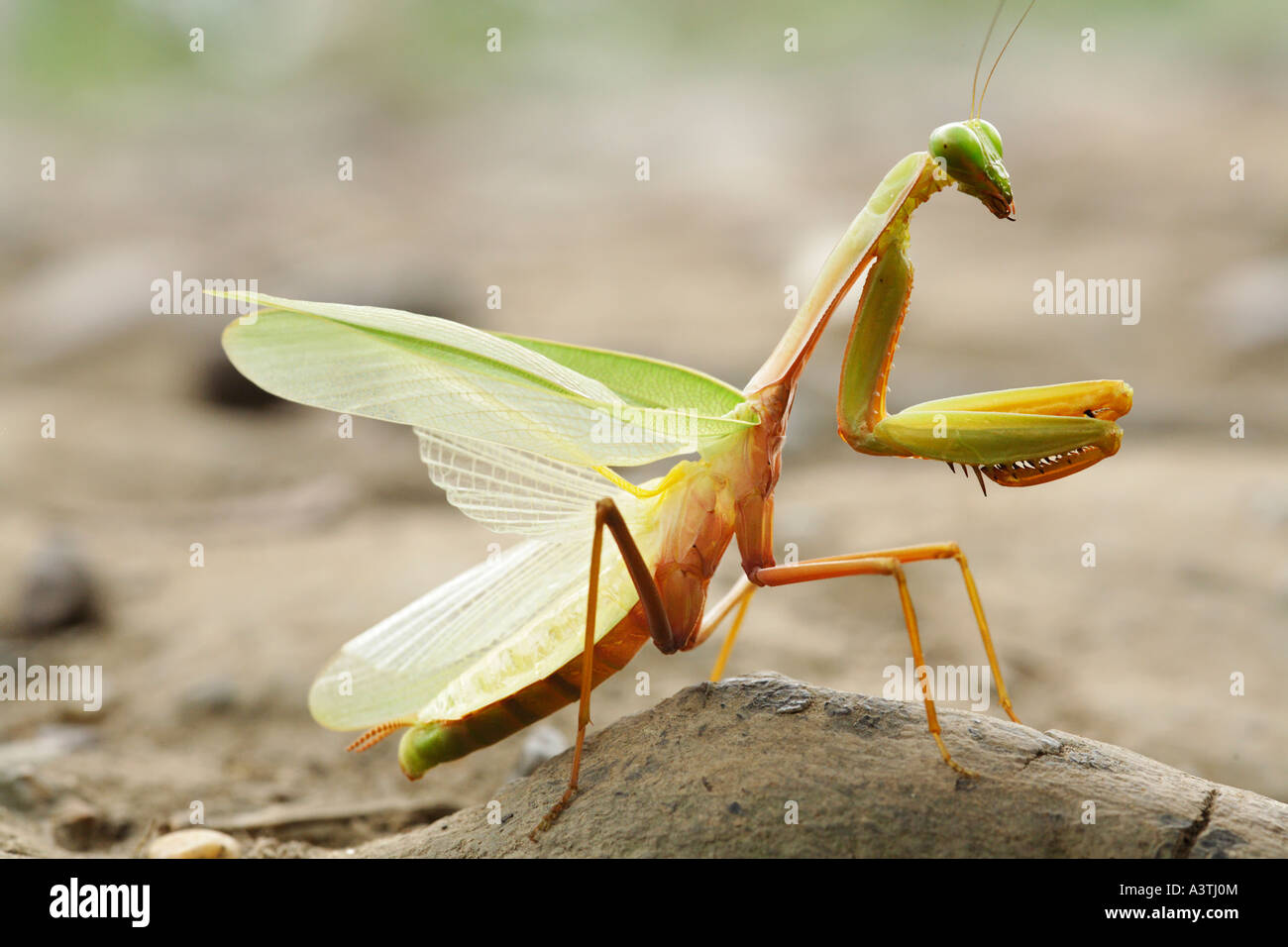 Praying mantis (Mantodea), Long Bagun, East-Kalimantan, Borneo ...