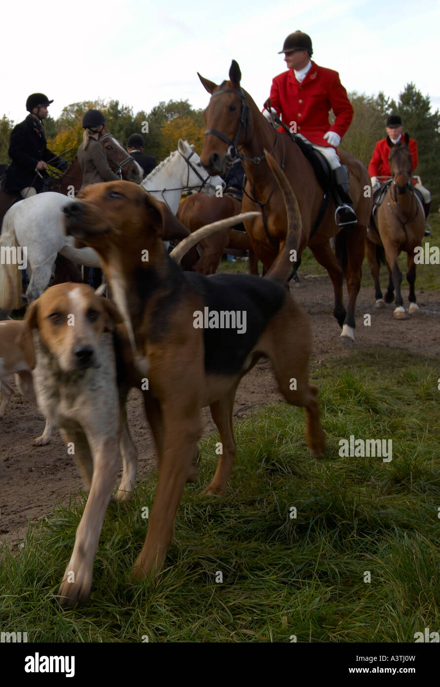 Fox hunting with hounds hi-res stock photography and images - Alamy