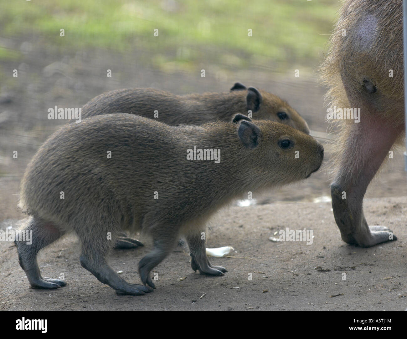 Capybara baby hi-res stock photography and images - Alamy
