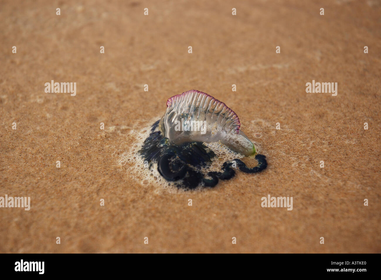 blue bottle stinger washed up on beach dsca 1780 Stock Photo - Alamy