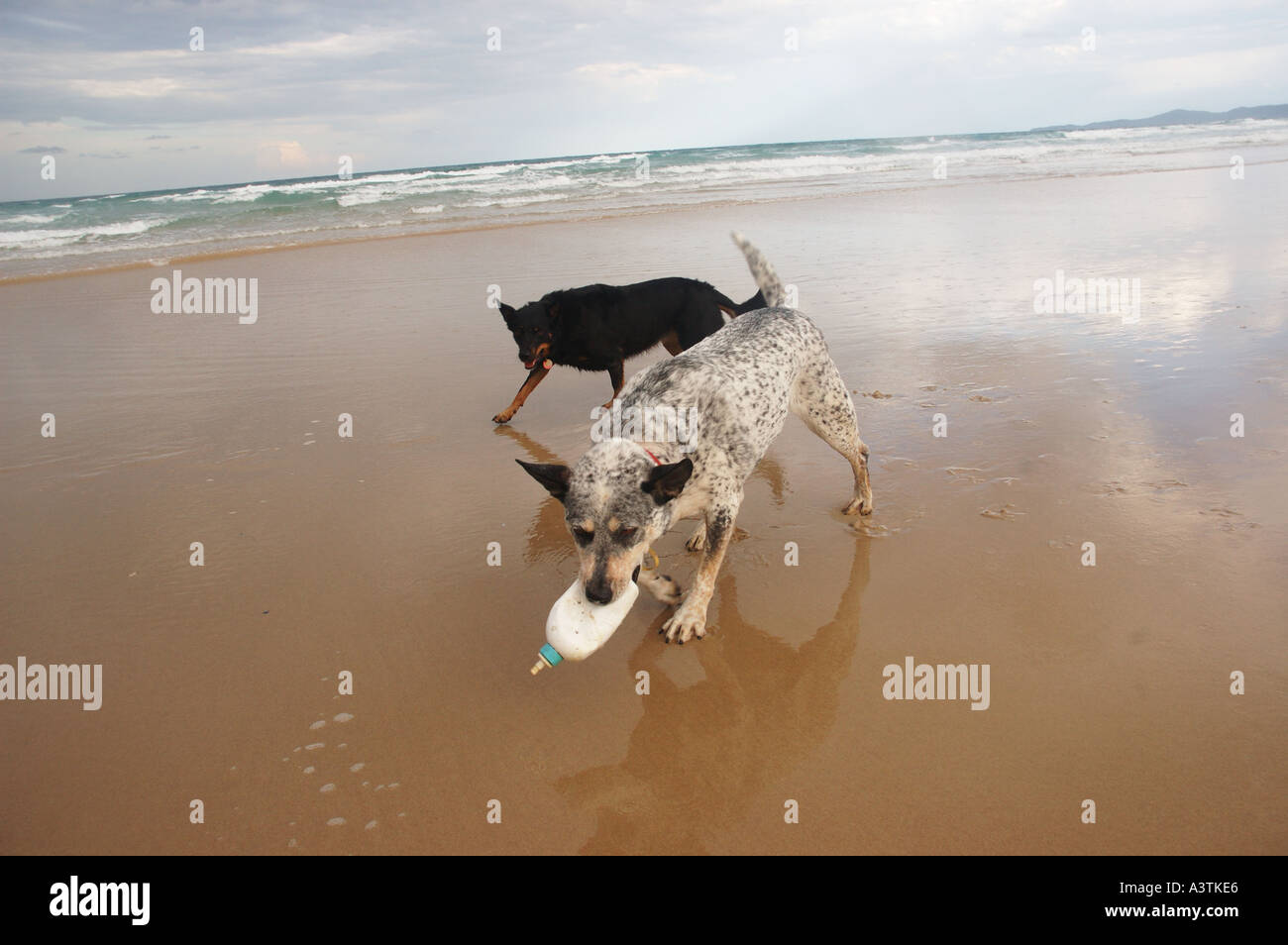 2 dogs on beach Stock Photo - Alamy
