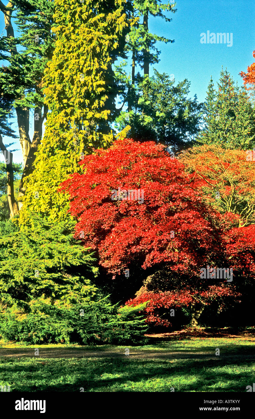Specimen conifers and acer palmatum in autumn colours at Westonbirt ...