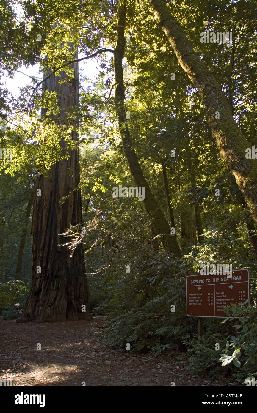 California Big Basin Redwoods State Park Redwood Trail Chimney Tree ...