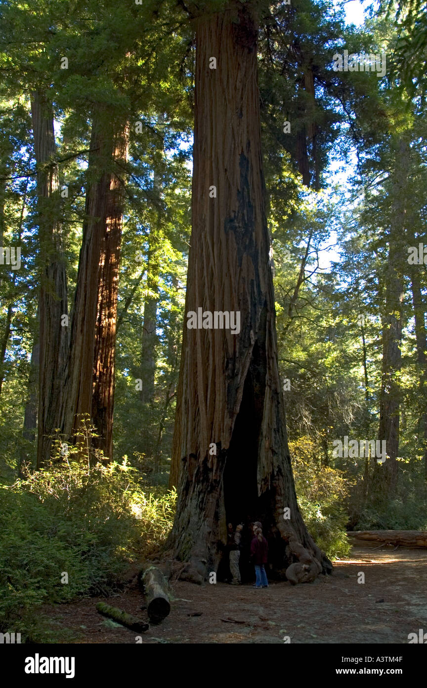 California Big Basin Redwoods State Park Redwood Trail Chimney Tree ...