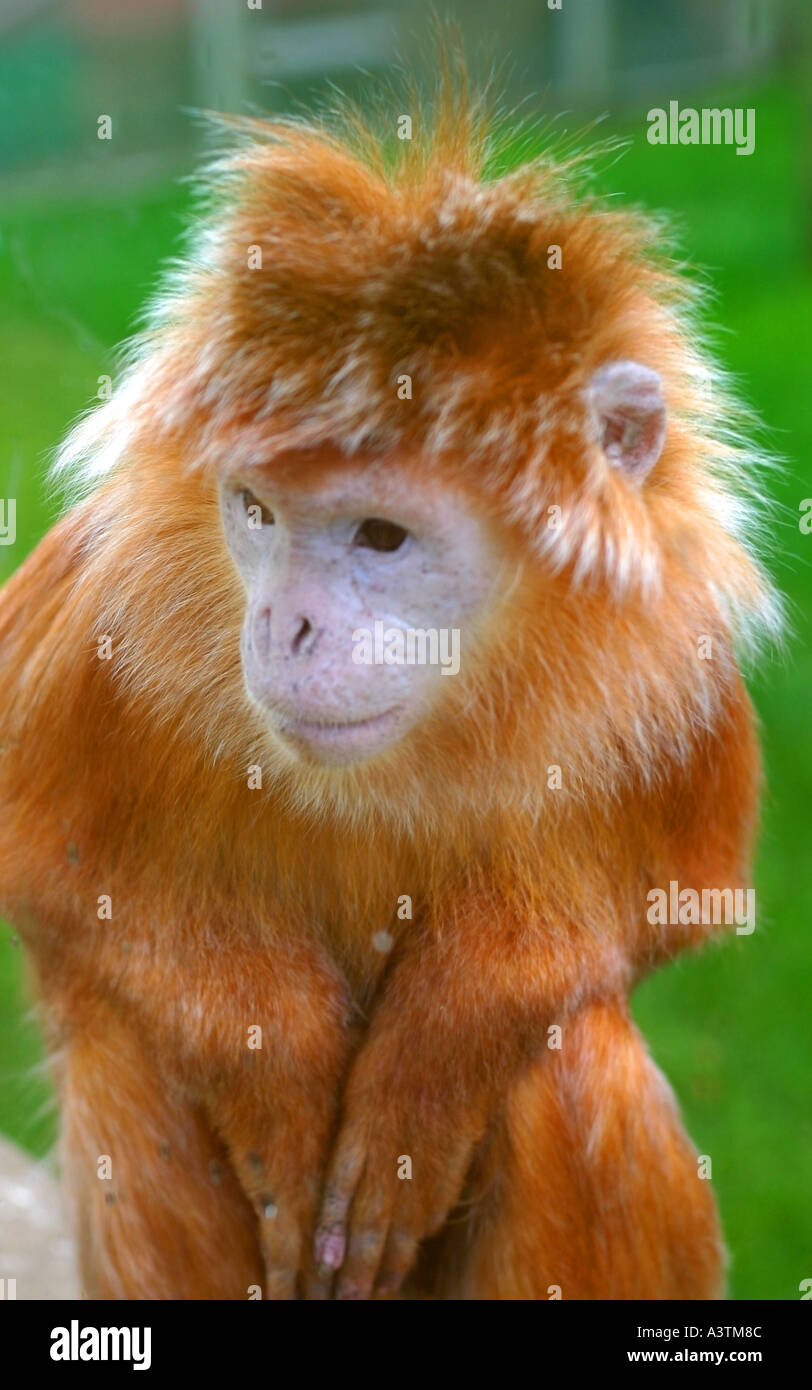 Sad Monkey in a zoo Depression sad saddness depressed longing tree sit ...