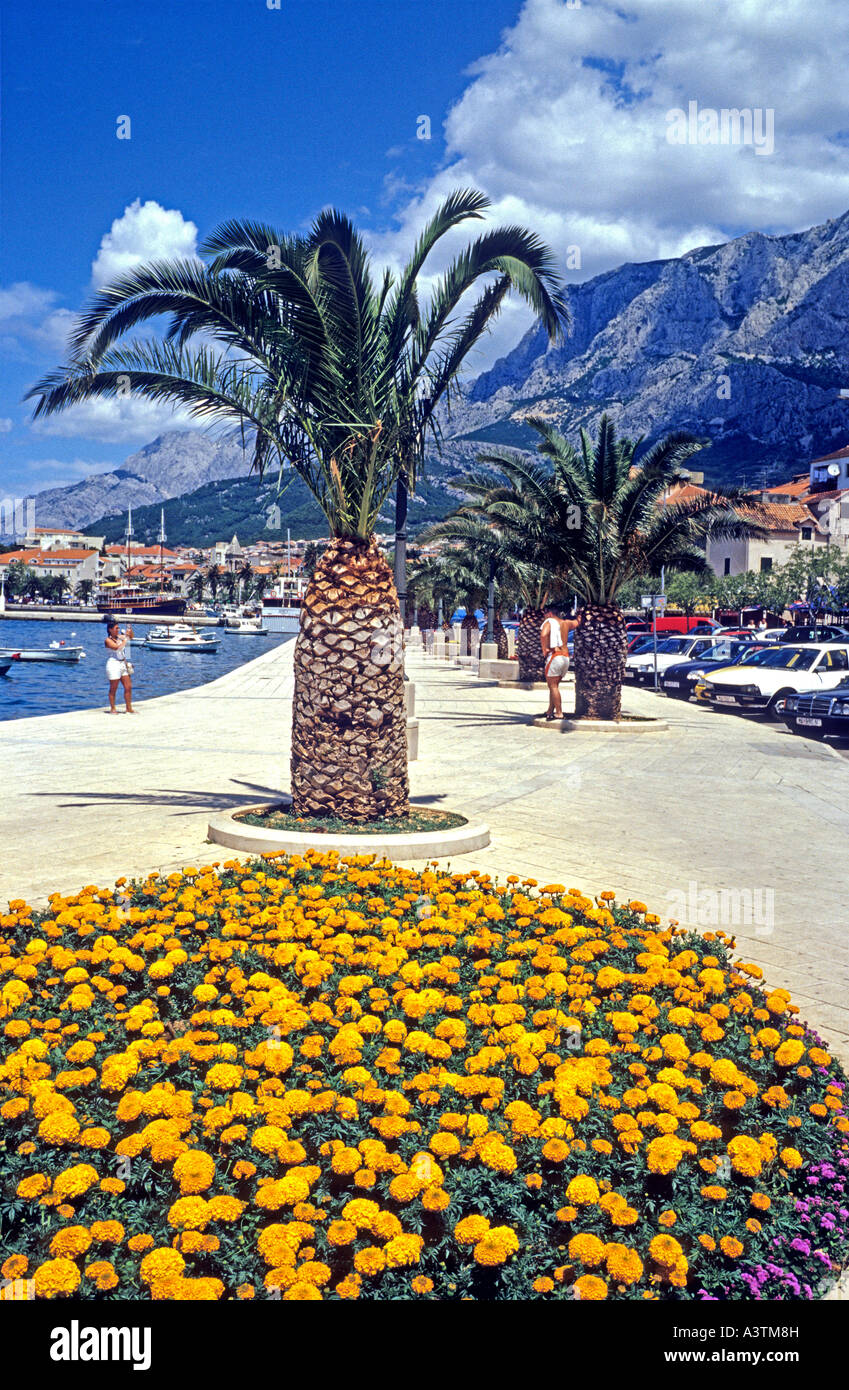 The sunny promenade with palm trees at Makarska on the Croatian coast ...