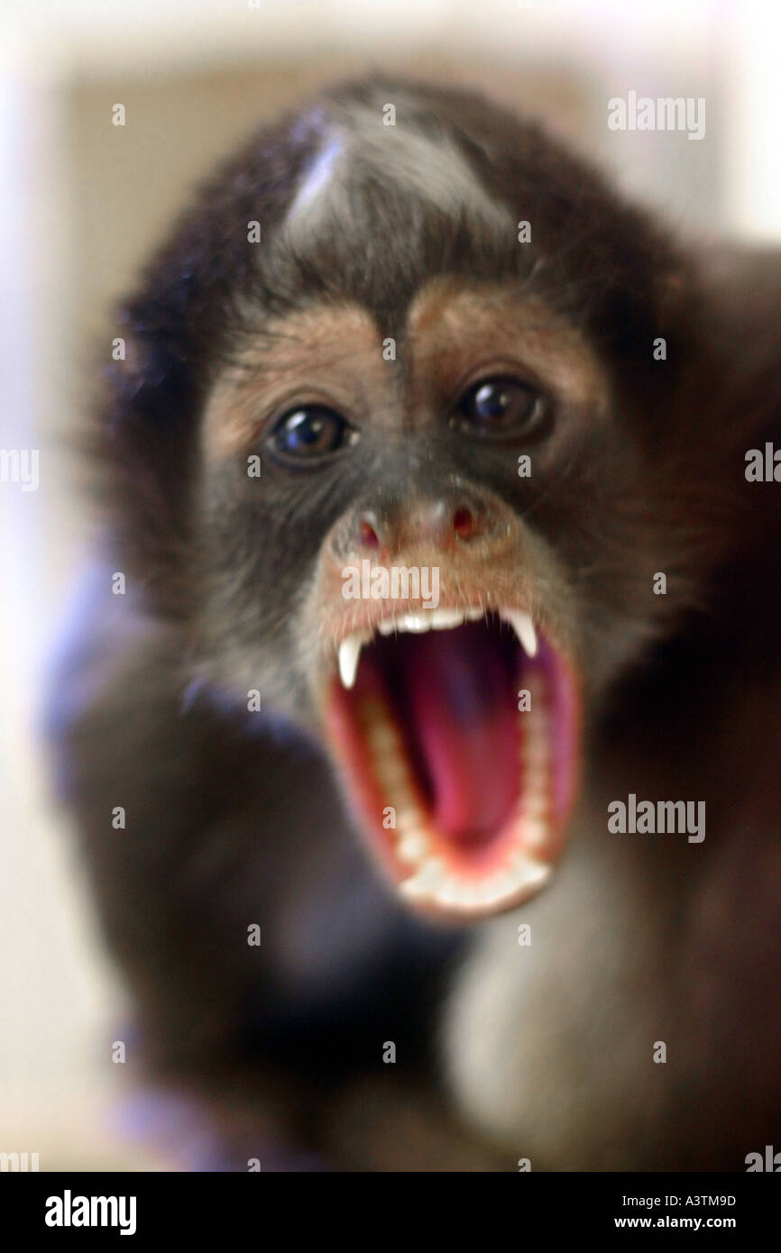 Aggressive caged monkey Depression sad saddness depressed longing tree ...