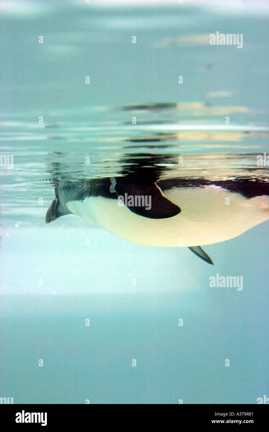 Penguin swimming underwater Antarctica Cape Crozier Emperor penguin ...