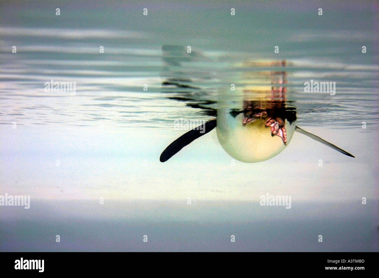 Penguin swimming underwater Antarctica Cape Crozier Emperor penguin ...