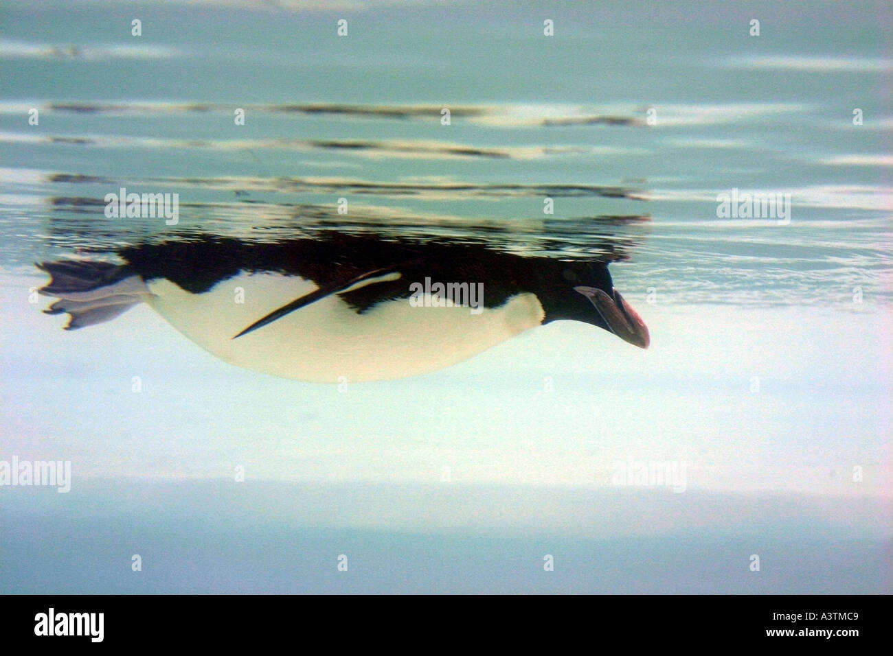 Penguin swimming underwater Antarctica Cape Crozier Emperor penguin ...