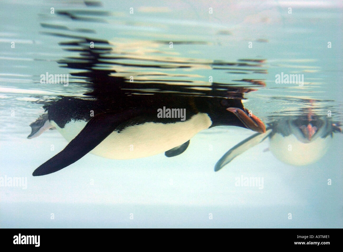 Penguin swimming underwater Antarctica Cape Crozier Emperor penguin ...