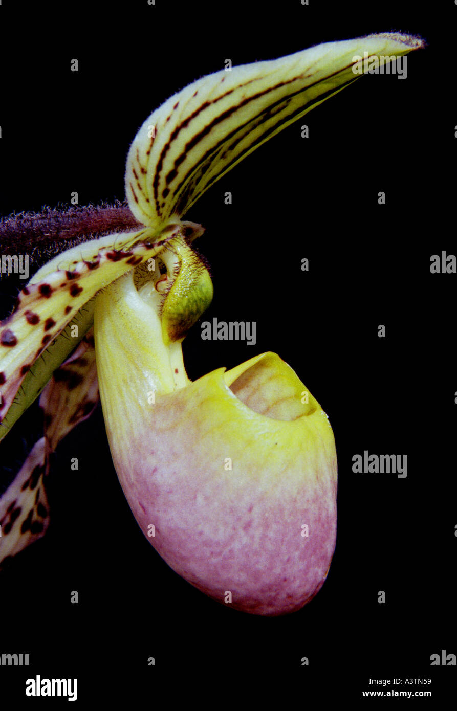 Testis hi-res stock photography and images - Alamy