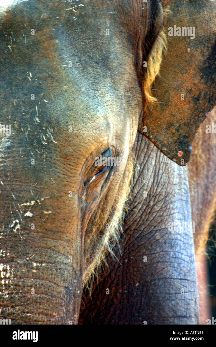 African elephant ear skin detail hi-res stock photography and images ...