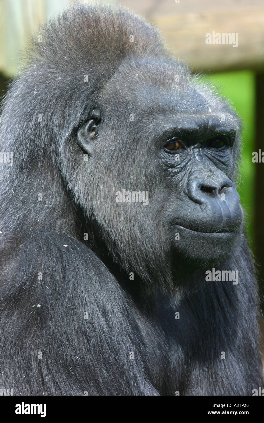 Gorilla Close up africa alertness animal animals ape apes big danger ...