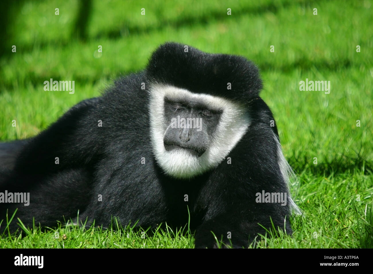 Monkey Relaxing in the sun in a protected compound in Kenya Lie Lying ...