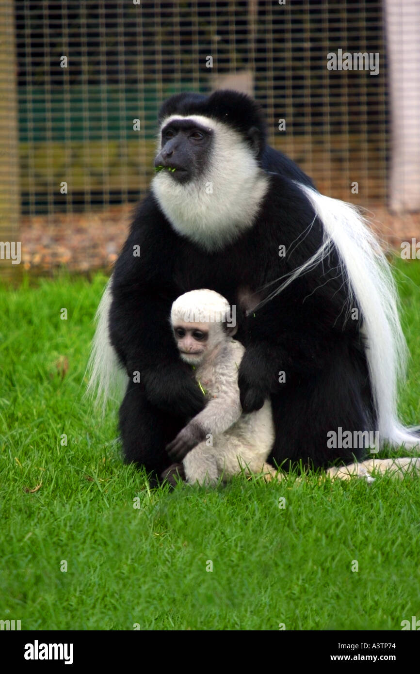Monkey Relaxing in the sun in a protected compound in Kenya Lie Lying ...