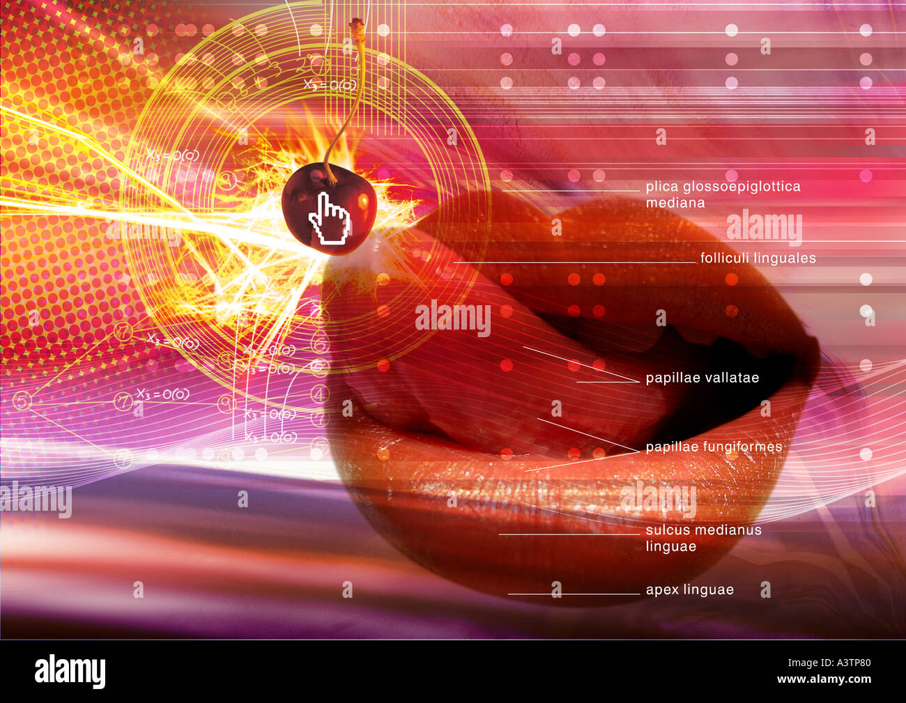 Taste diagram of tongue hi-res stock photography and images - Alamy