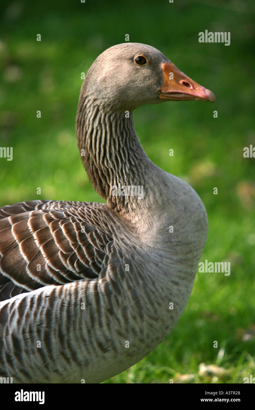 Greylag Goose in the UK countryside during July Stock Photo - Alamy