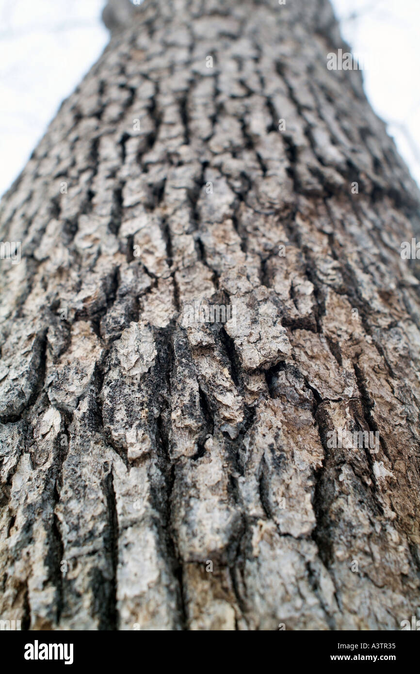 Tree Bark Pattern Stock Photo - Alamy