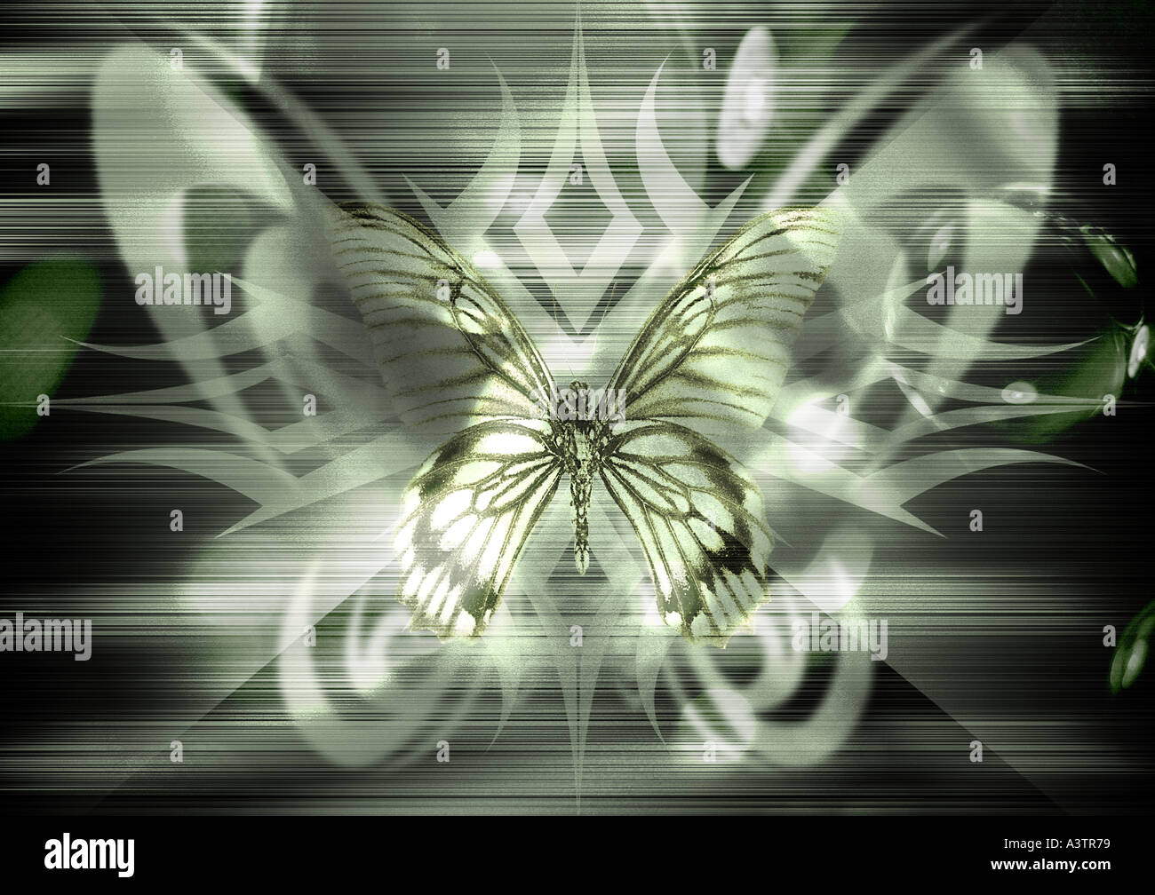 Mono butterfly hi-res stock photography and images - Alamy